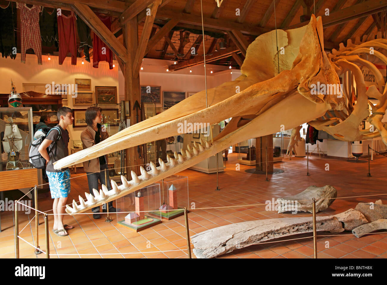 skeleton of a pot whale at the museum of Borkum Town, Borkum Island ...