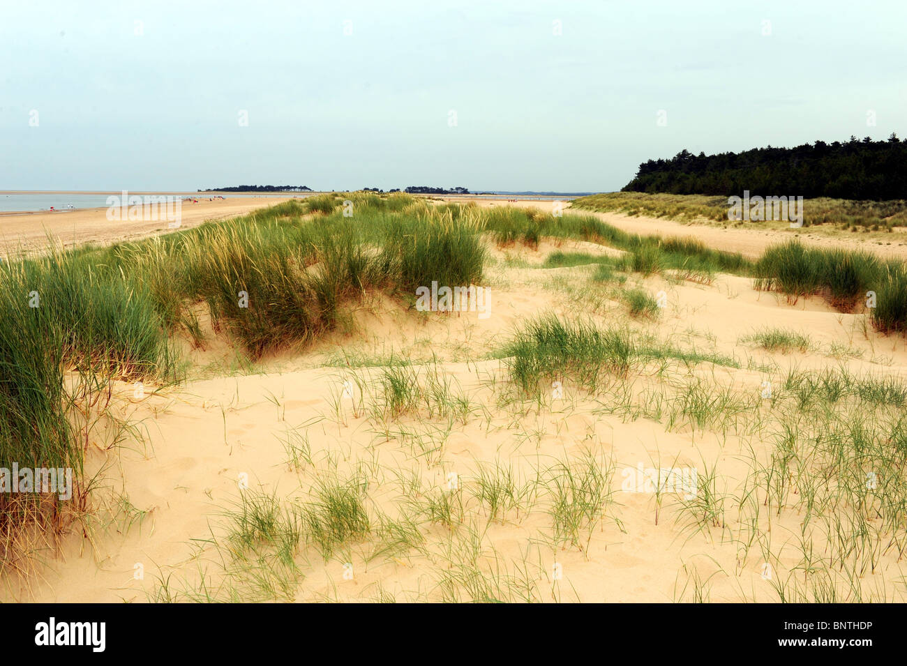 Sand dunes on beach along North Norfolk coast UK Stock Photo - Alamy