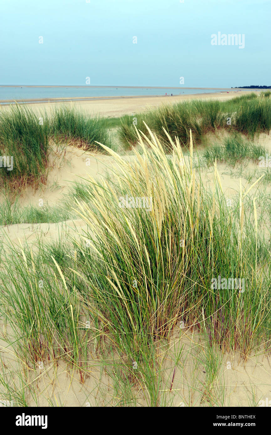 Dunes coastline along north sea hi-res stock photography and images - Alamy