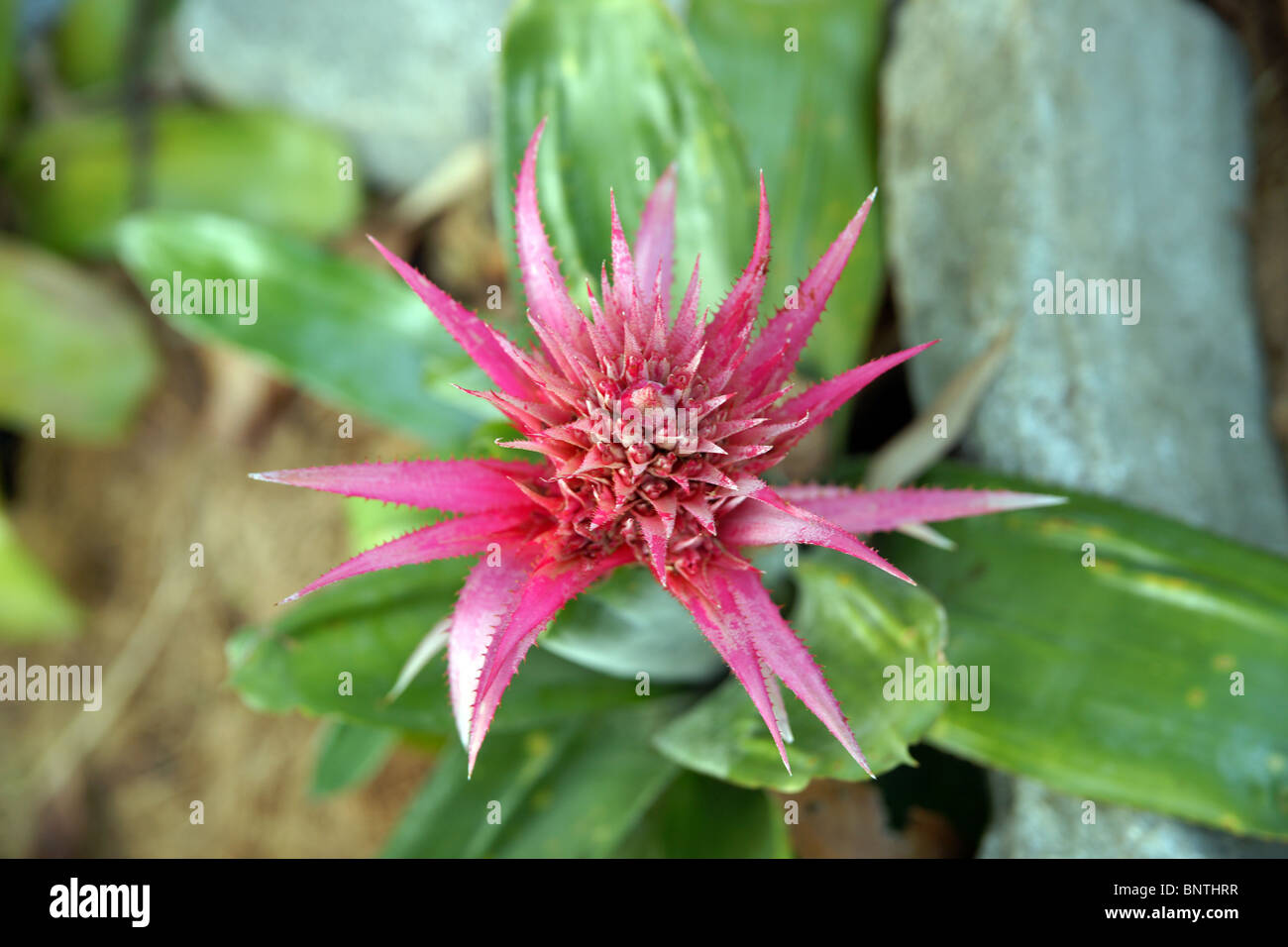 Orchids of high-mountainous Borneo. Exotic natural flowers of Borneo ...