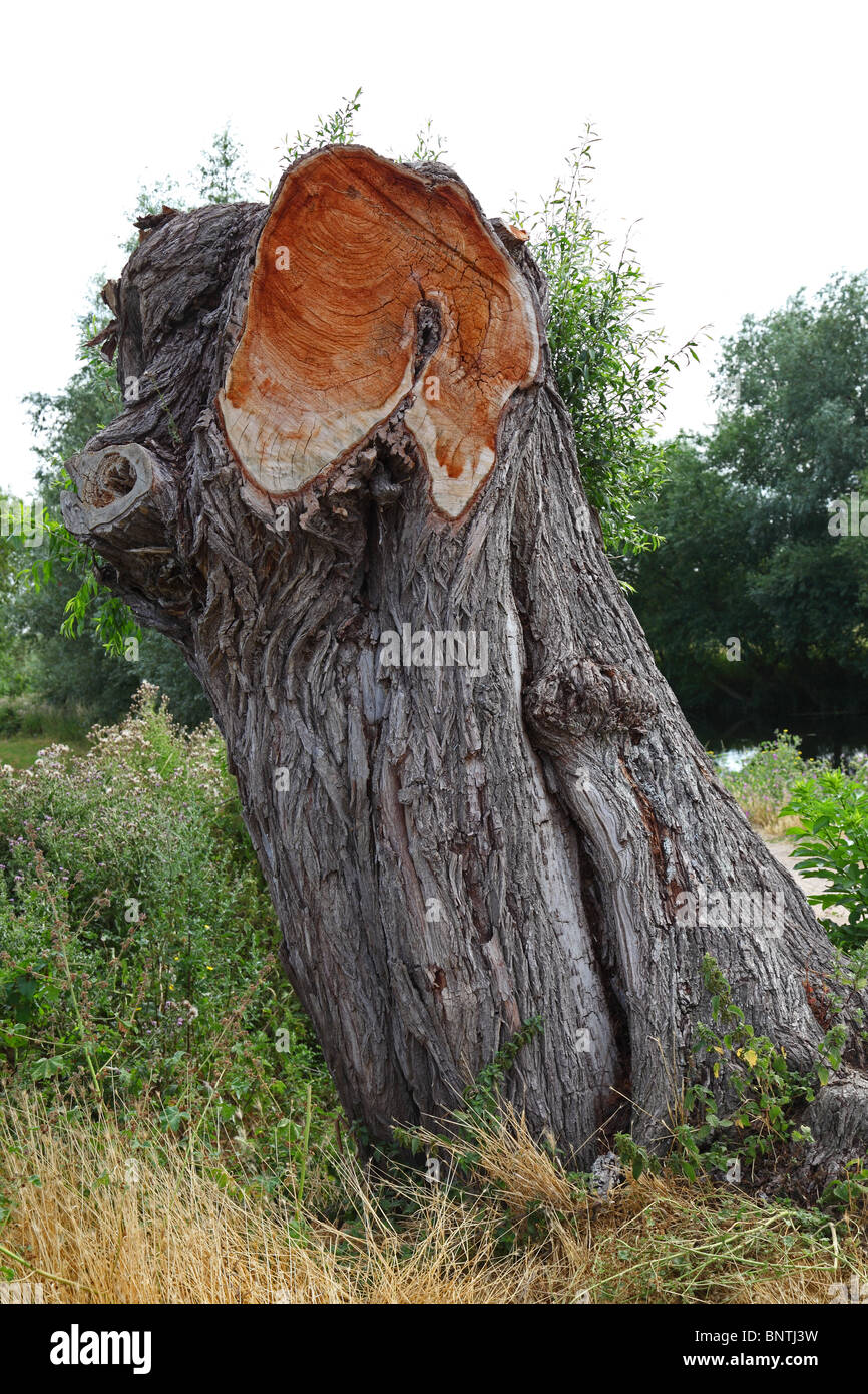 old tree trunk Stock Photo - Alamy