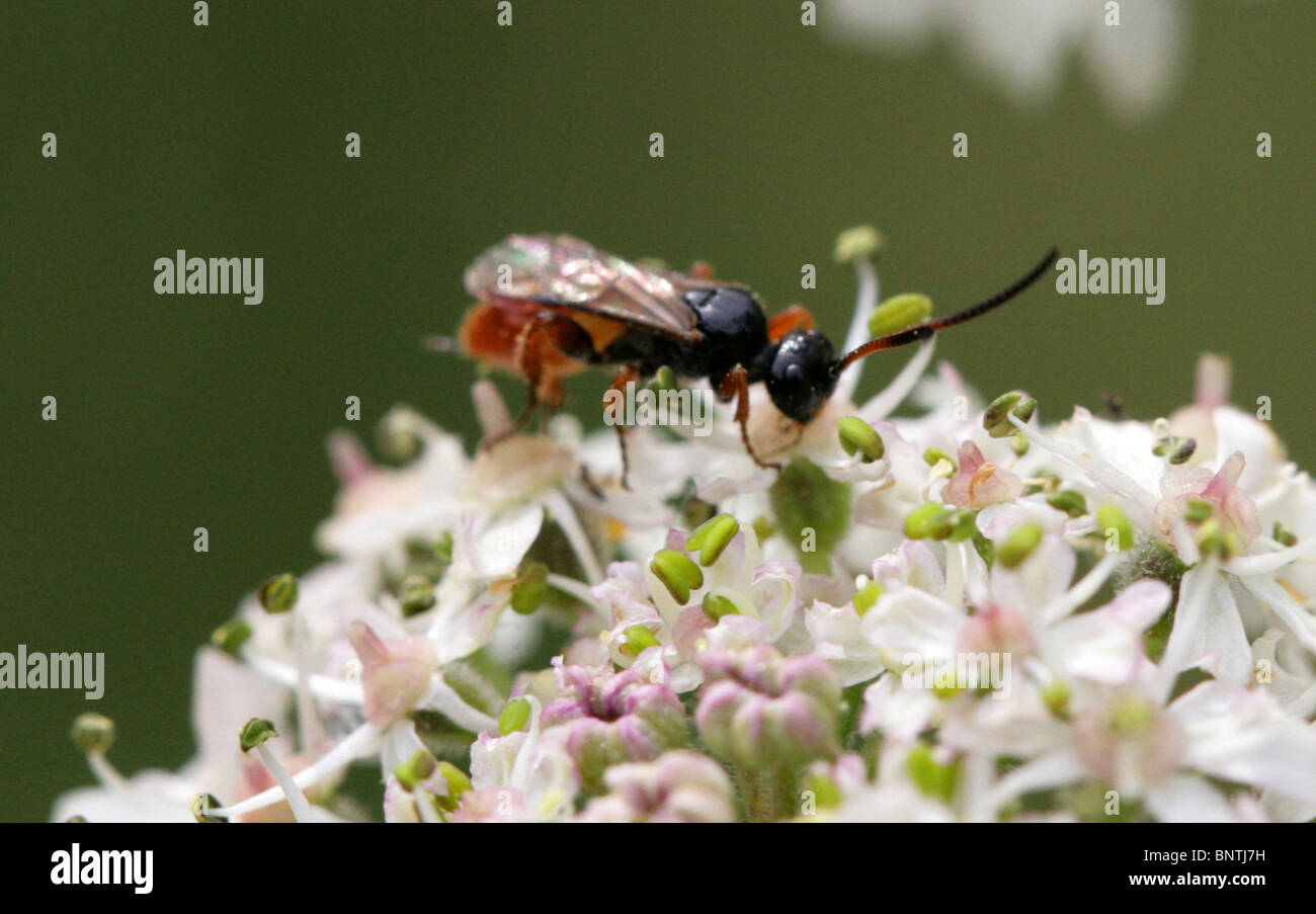 Tryphon rutilator hi-res stock photography and images - Alamy