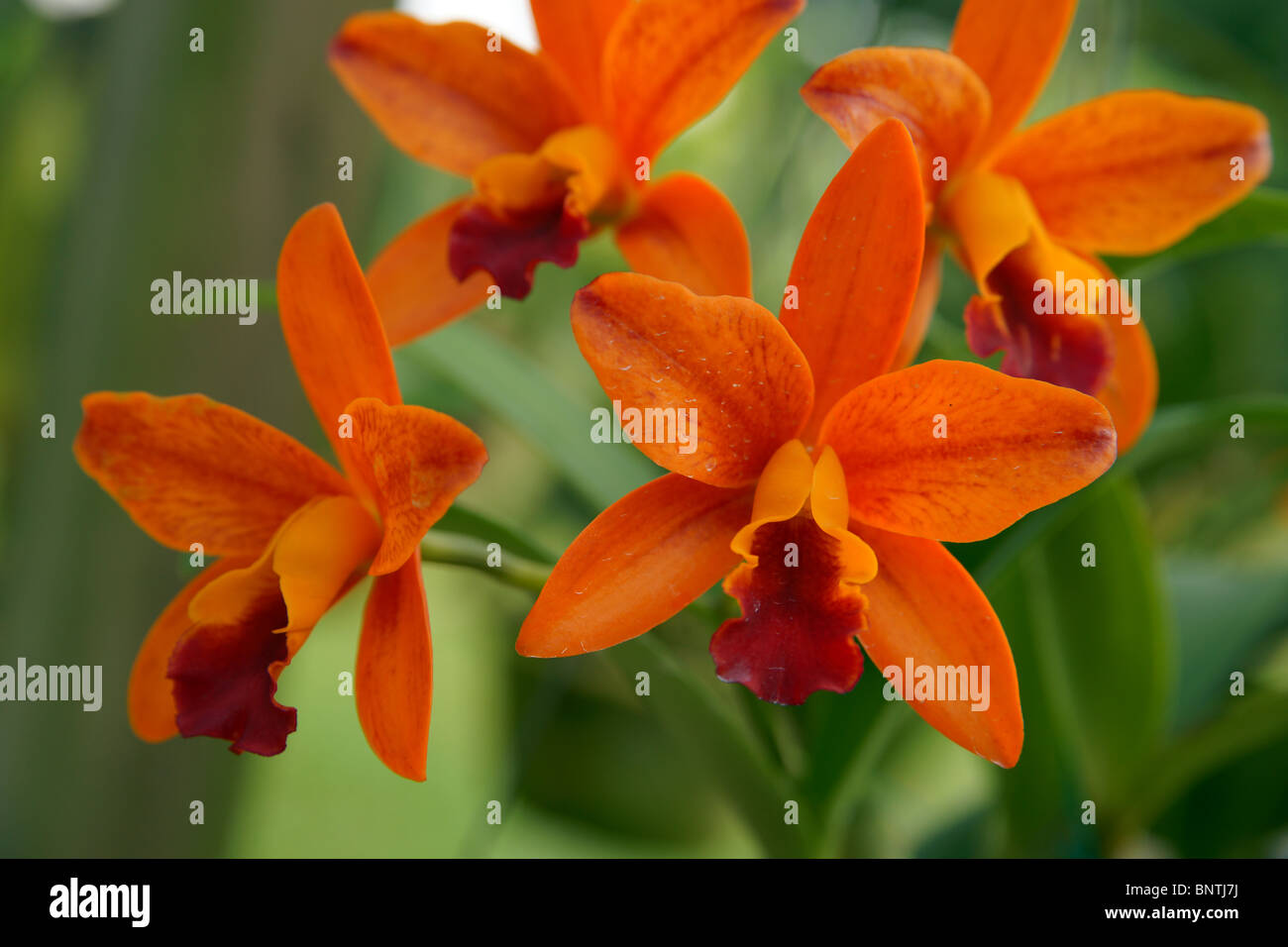 Orchids of high-mountainous Borneo. Exotic natural flowers of Borneo ...