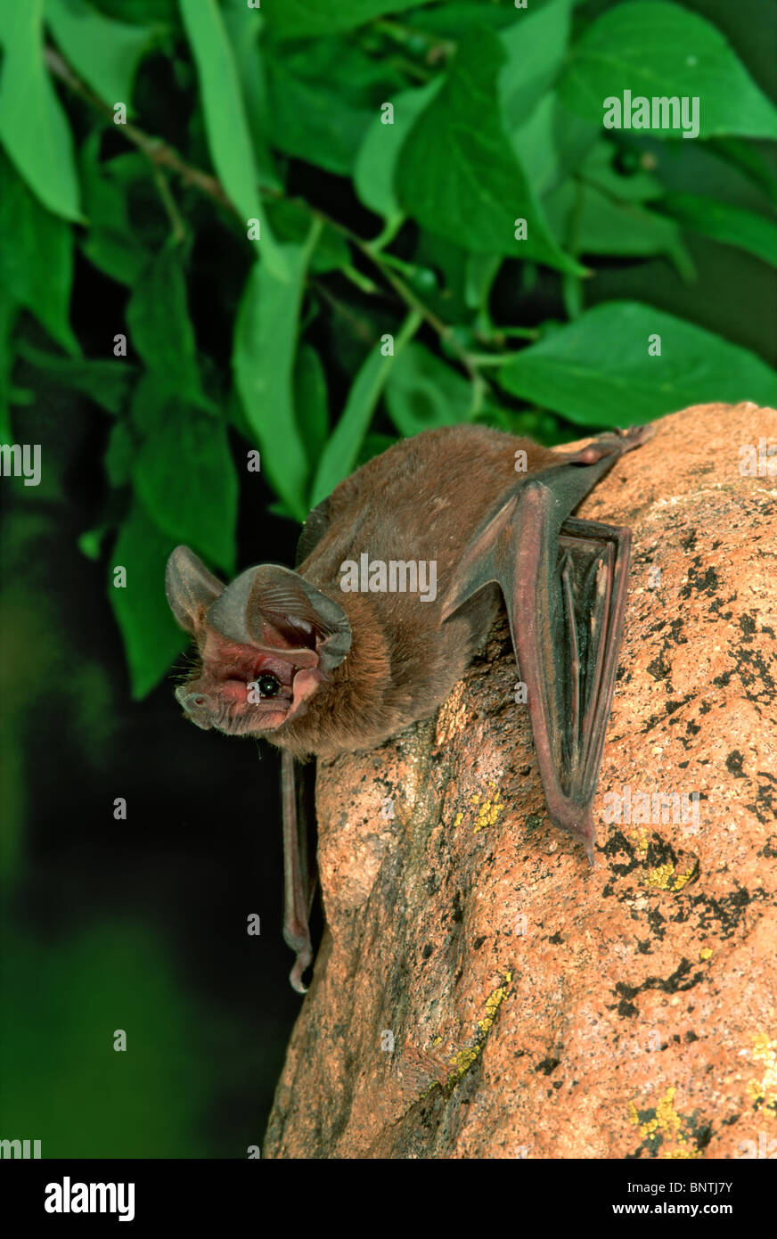 Big Free-tailed Bat Stock Photo - Alamy