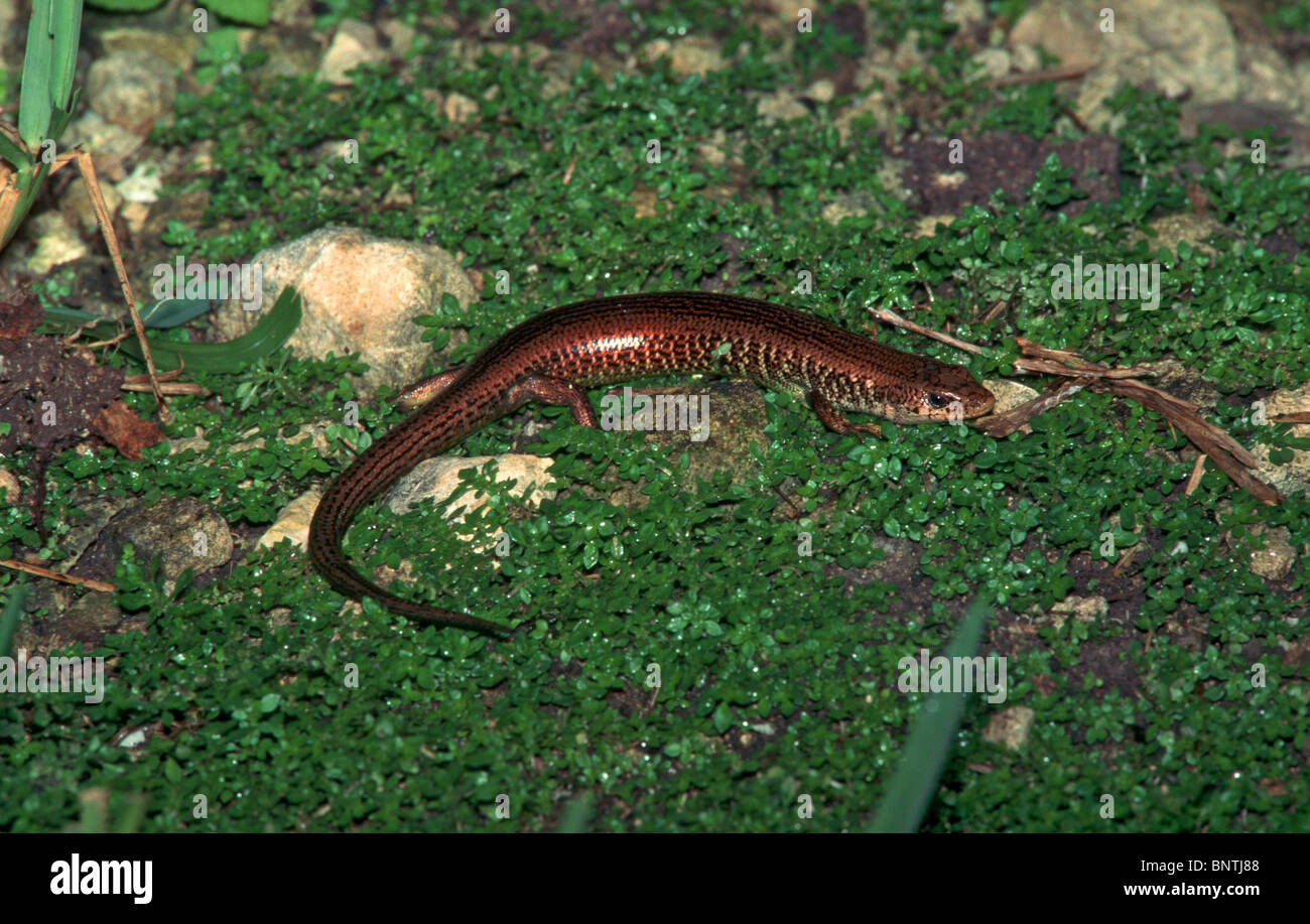 Brown Forest Skink Stock Photo - Alamy
