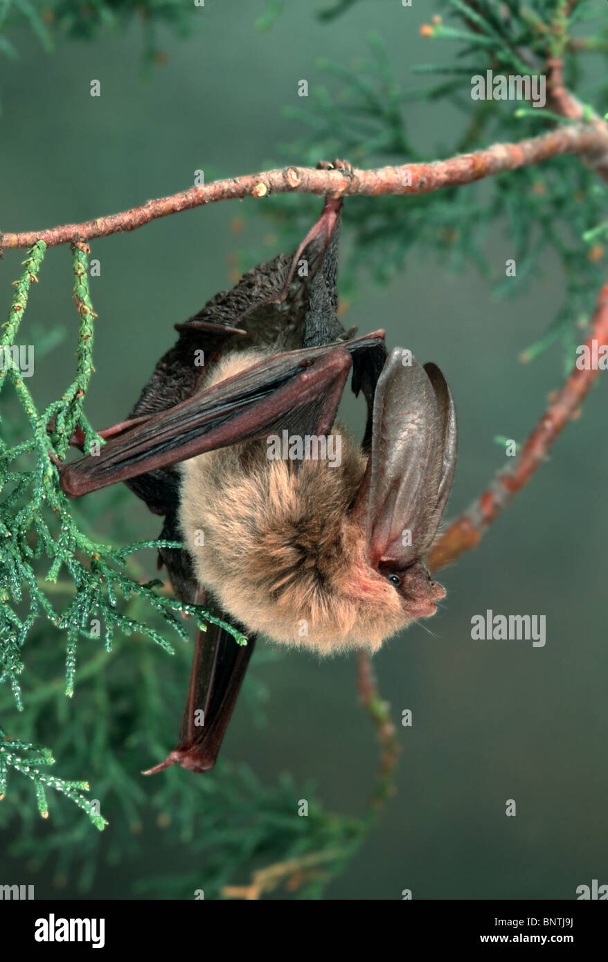 Townsend’s big eared bat hi-res stock photography and images - Alamy