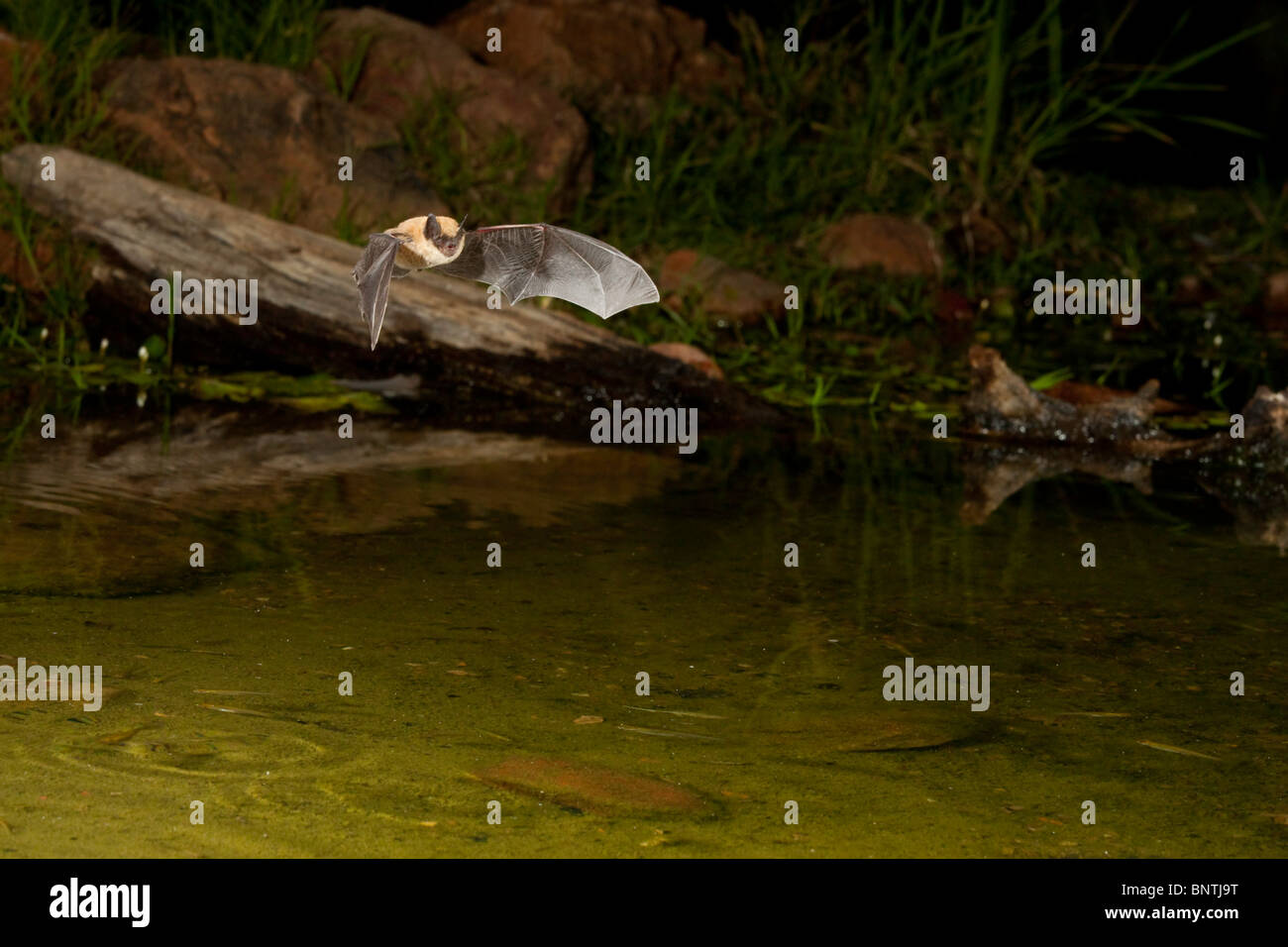 Flying bat myotis hi-res stock photography and images - Alamy