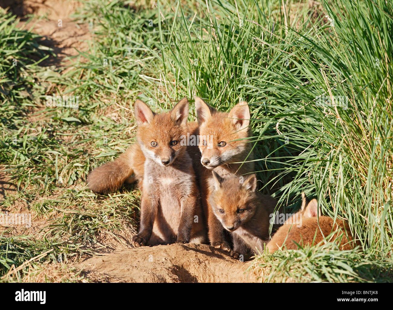 Red Fox Sitting Vulpes Vulpes High Resolution Stock Photography and Images - Alamy