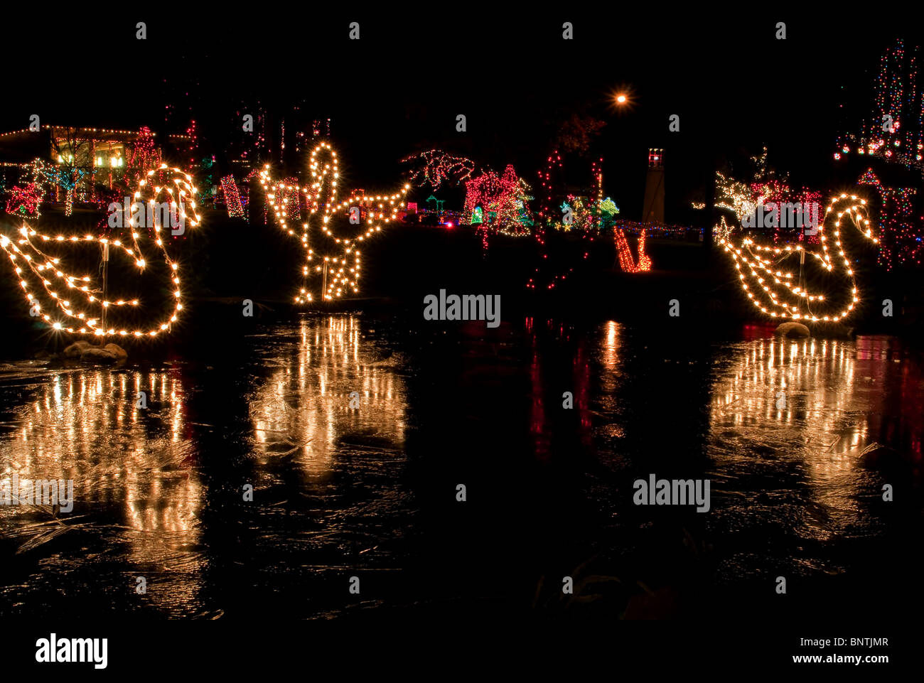 Swans in holiday lights hi-res stock photography and images - Alamy
