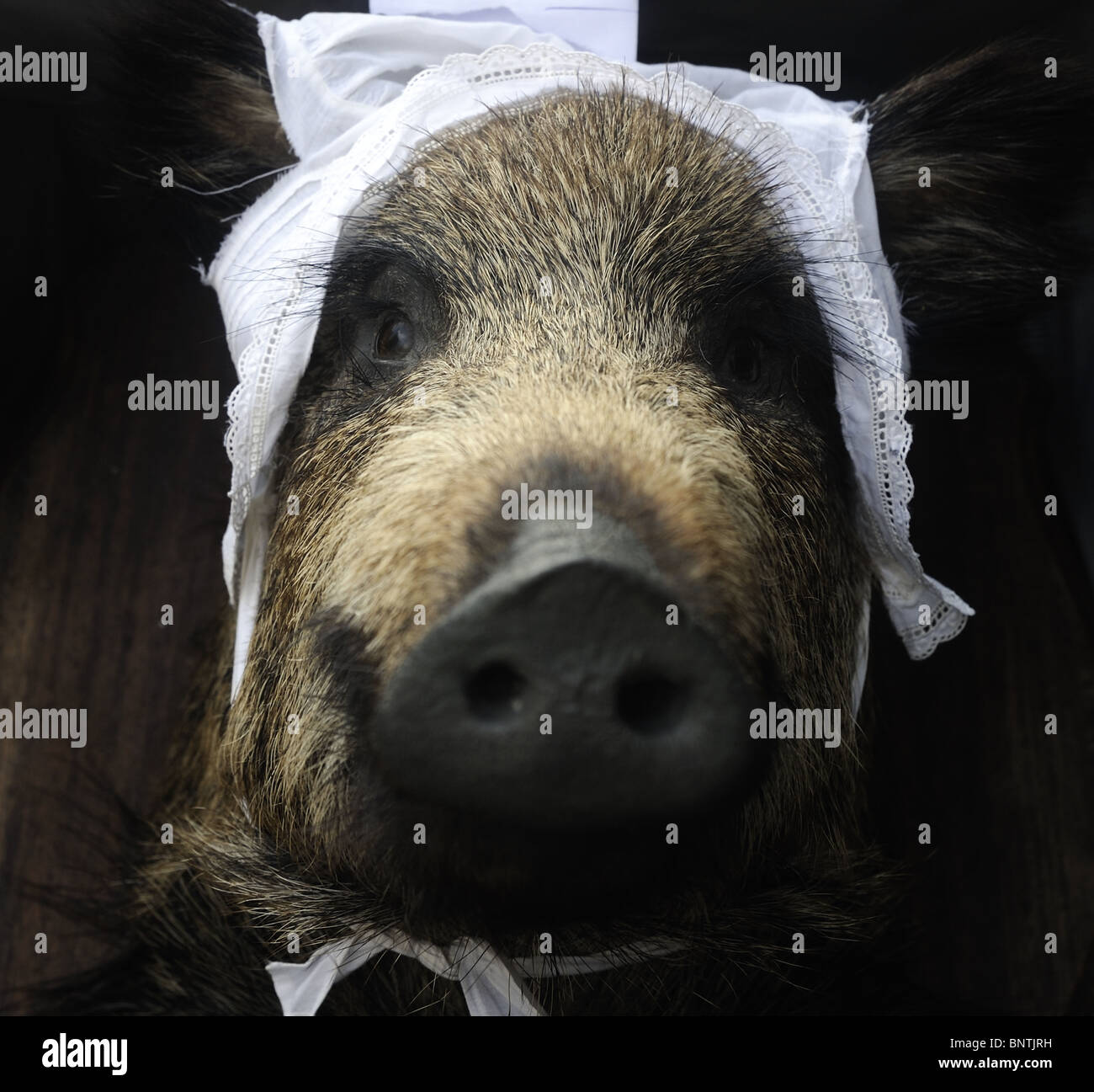Hogs head hi-res stock photography and images - Alamy