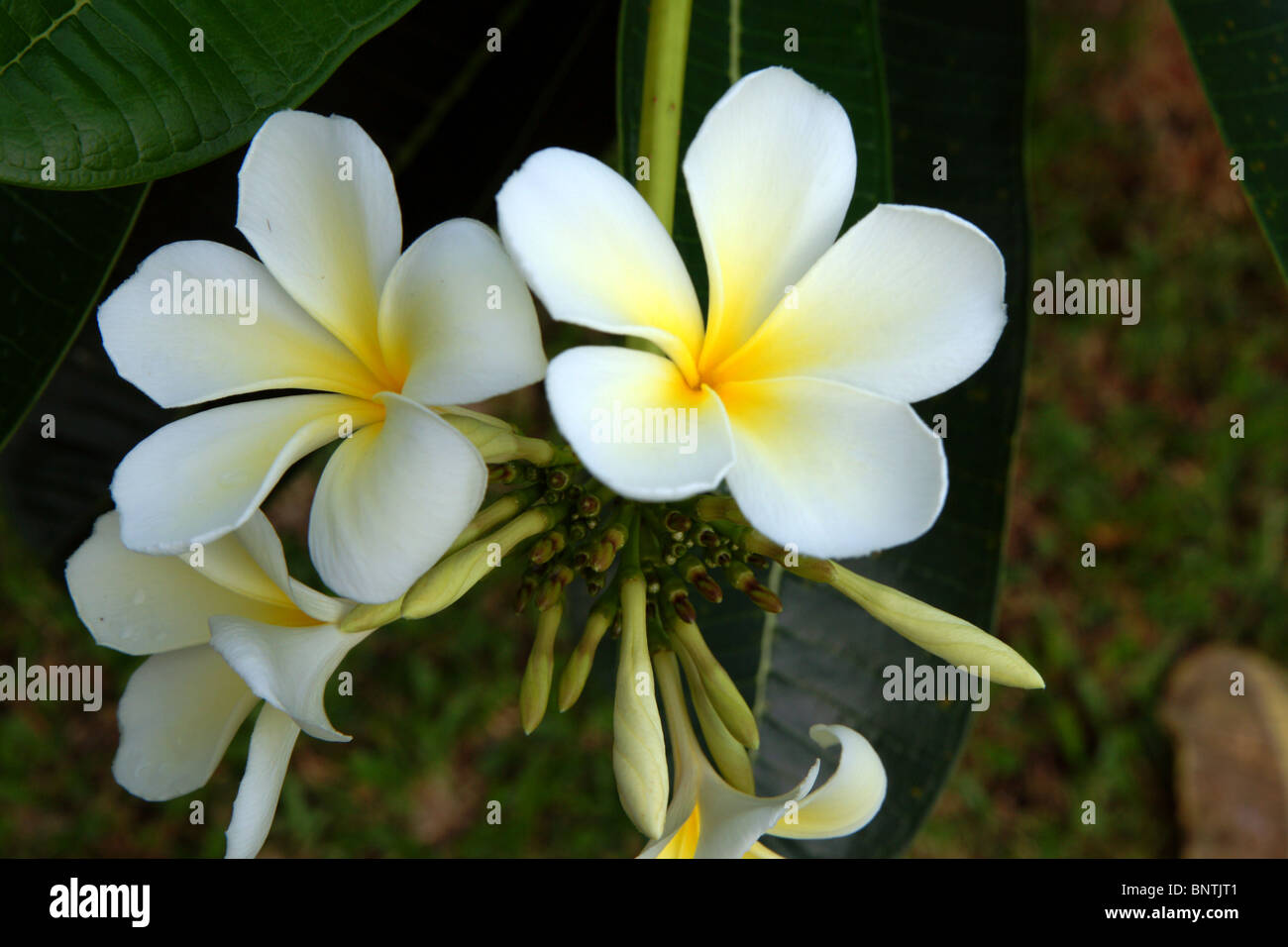 Orchids of high-mountainous Borneo. Exotic natural flowers of Borneo ...