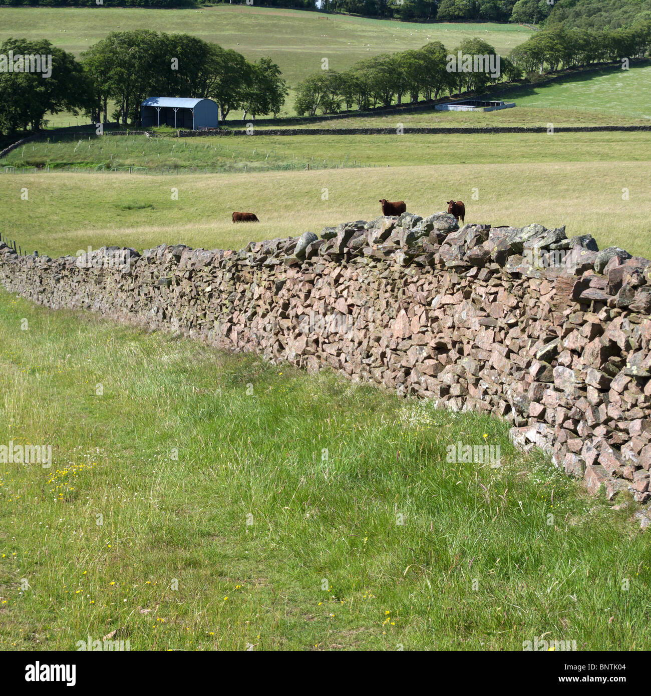 Dry Stone Wall On Farmland looking Down from Cauldshiels Hill on the ...