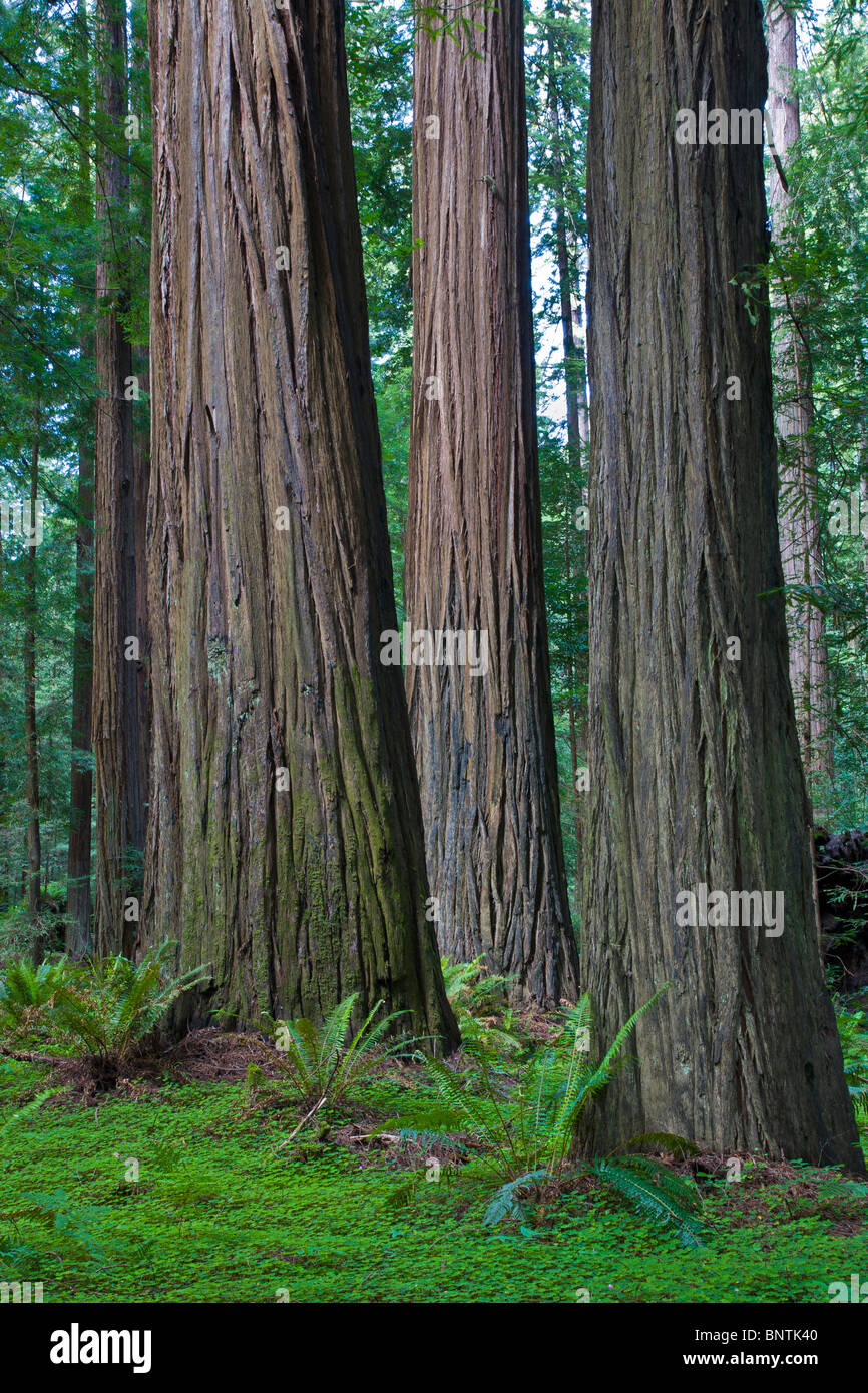 Humboldt state redwoods park hi-res stock photography and images - Alamy