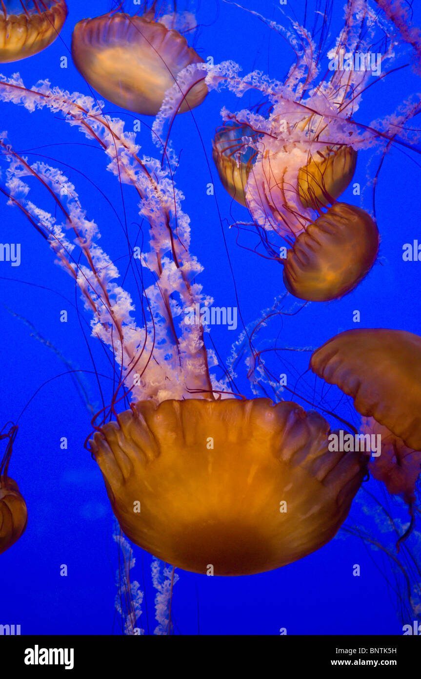 Giant sea nettle hi-res stock photography and images - Alamy