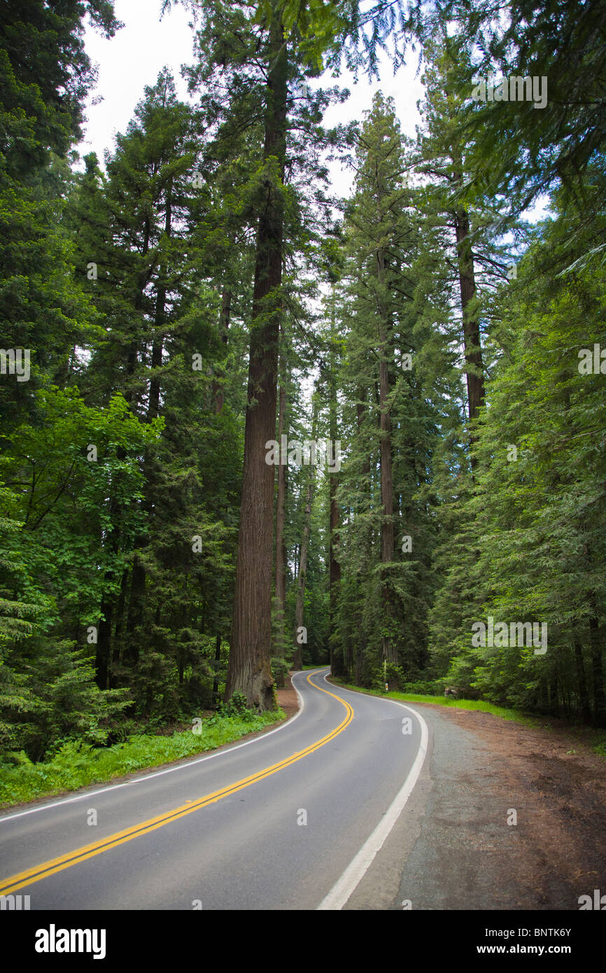 Road in Redwood trees in Humbolt Redwoods State Park in Northern ...
