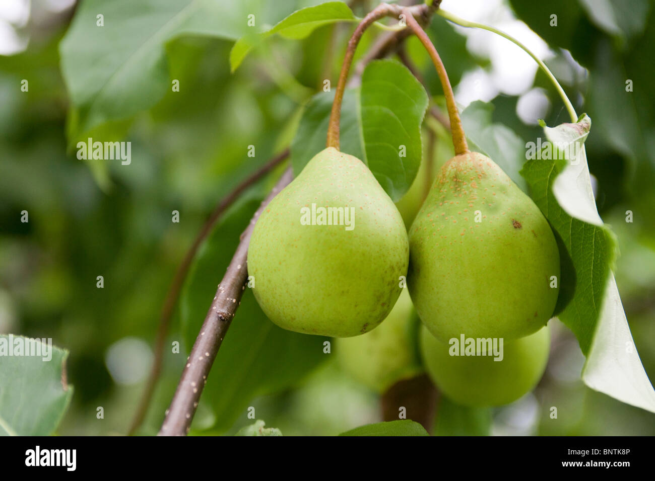 Pear tree hi-res stock photography and images - Alamy