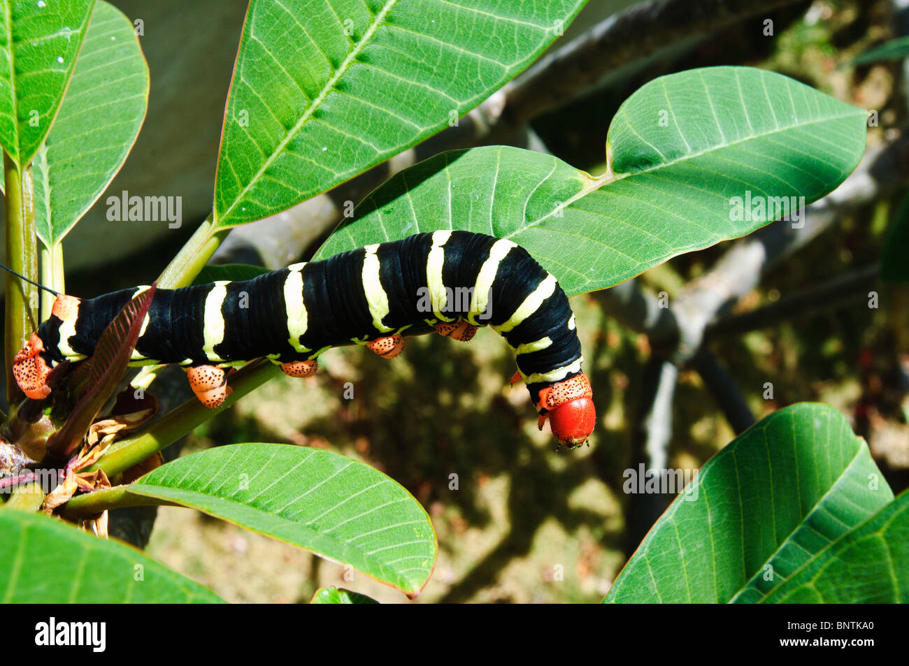 Caterpillar frangipani hawk moth pseudosphinx hi-res stock photography ...