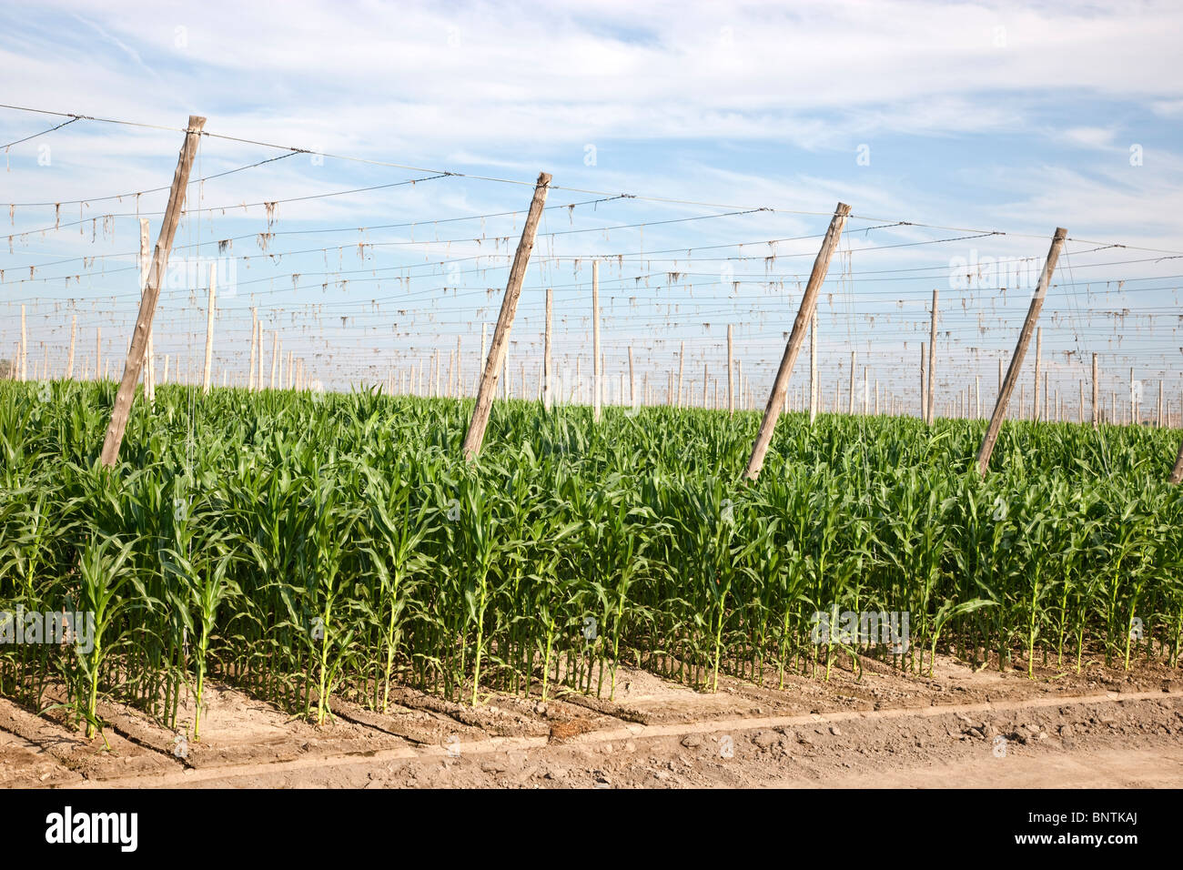 Crop rotation hi-res stock photography and images - Alamy