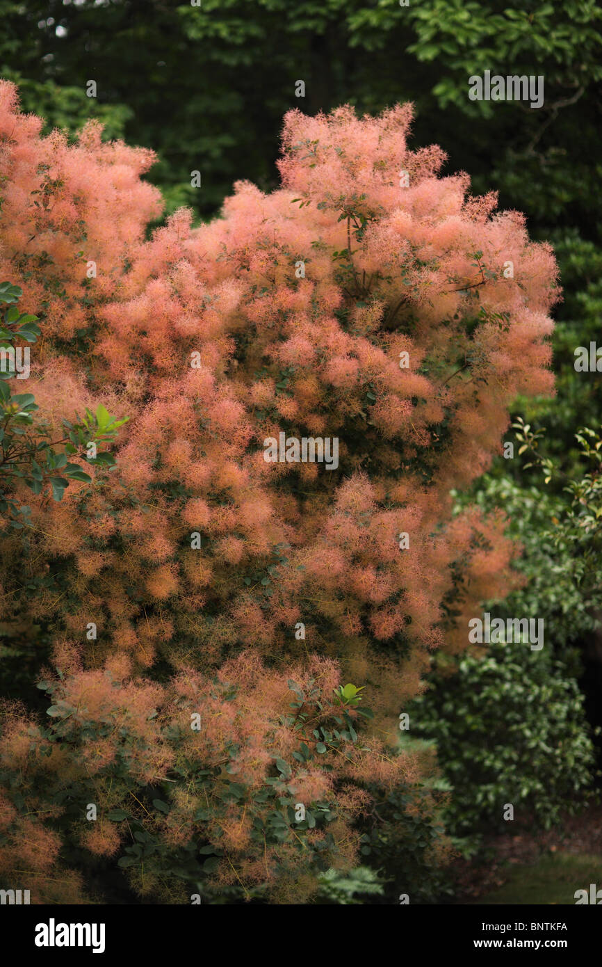 Cotinus coggygria smoke bush growing in Savil gardens, Berkshire Stock ...