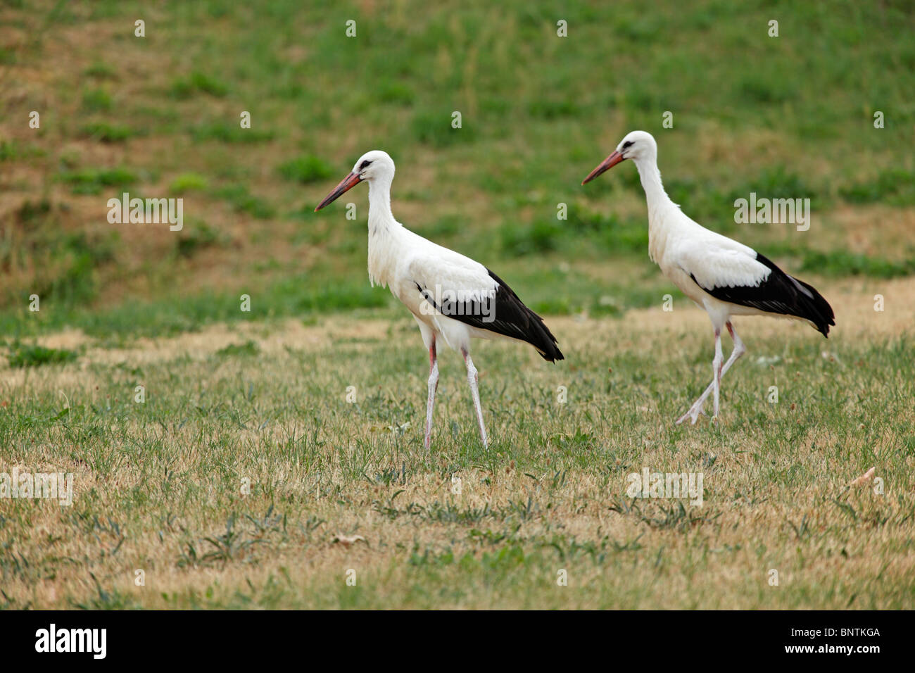 young storks on a meadow Stock Photo - Alamy