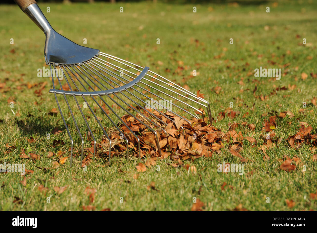 Springbok Rake High Resolution Stock Photography and Images - Alamy