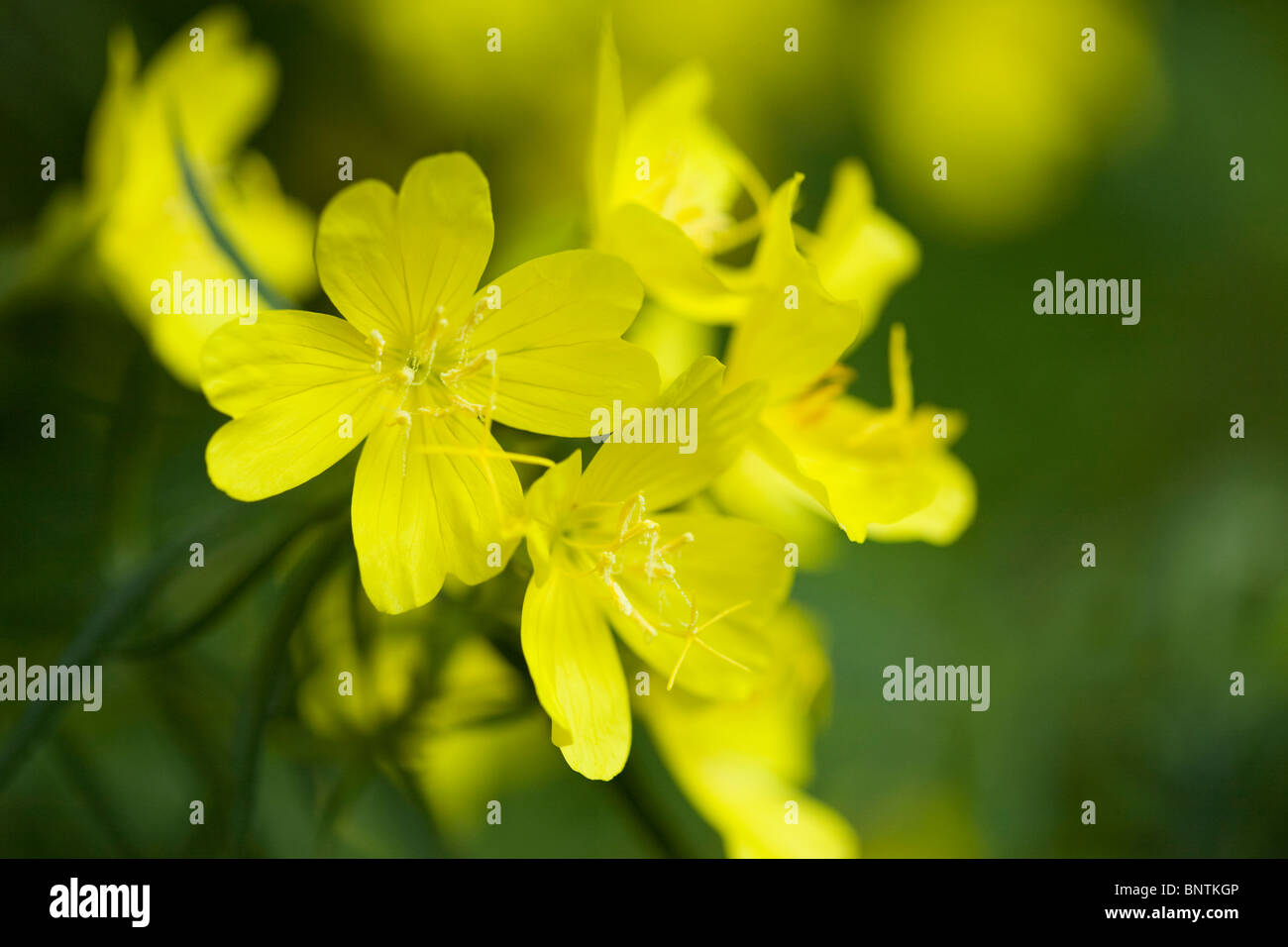 Cluster of yellow flowers of the Common evening primrose (Oenothera ...