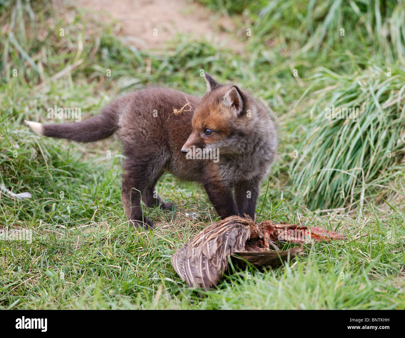 Red fox (Vulpes vulpes) cub with pheasant Stock Photo - Alamy