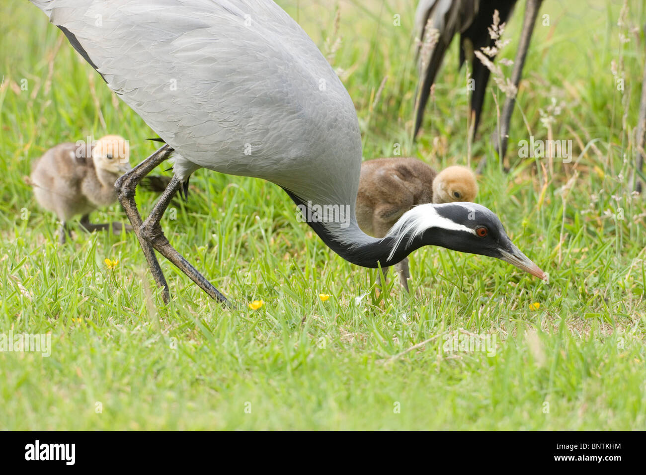 Demoiselle Cranes (Anthropoides virgo). Parent stalking insects to feed ...