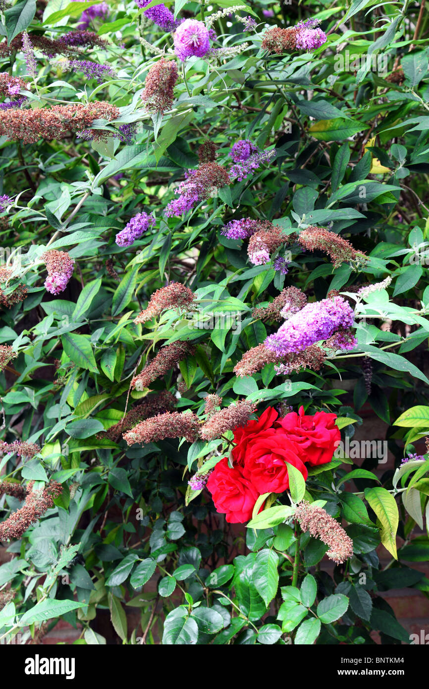 Buddleja plant hi-res stock photography and images - Alamy
