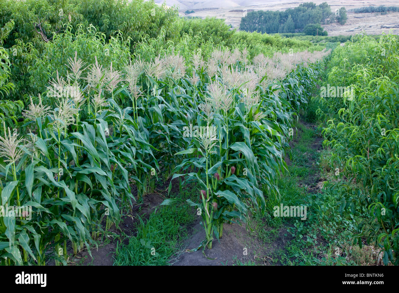 Intercropping hi-res stock photography and images - Alamy
