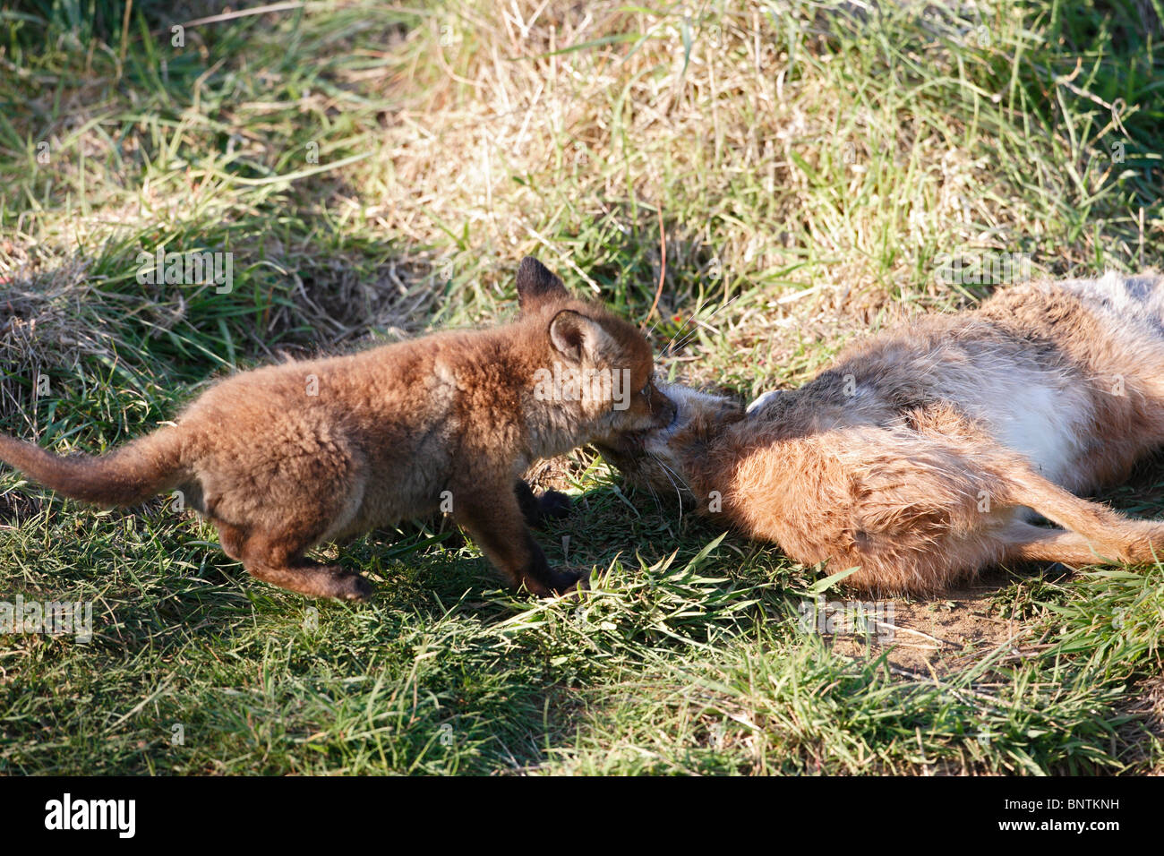 With prey hare hi-res stock photography and images - Alamy