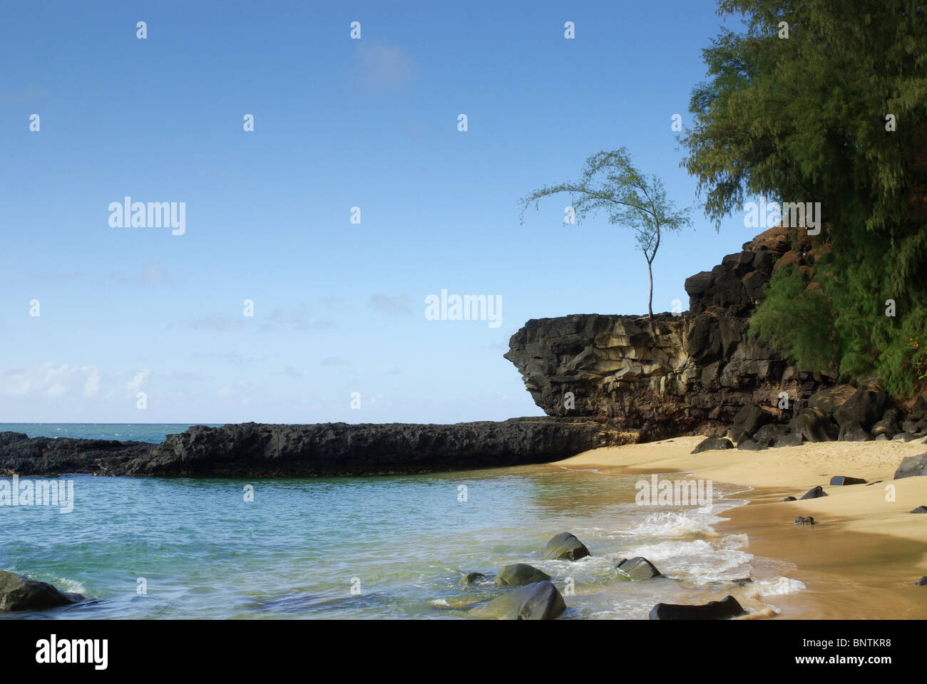 A beach scenic shot featuring lava rocks, a beautiful lone tree, sand ...
