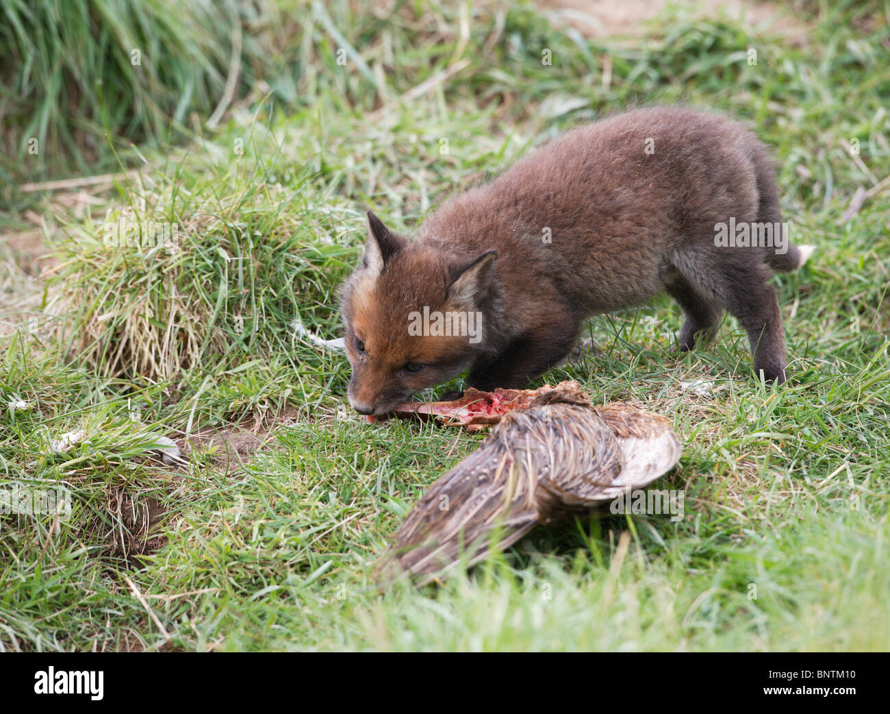 Red fox (Vulpes vulpes) cub feeding on pheasant Stock Photo - Alamy