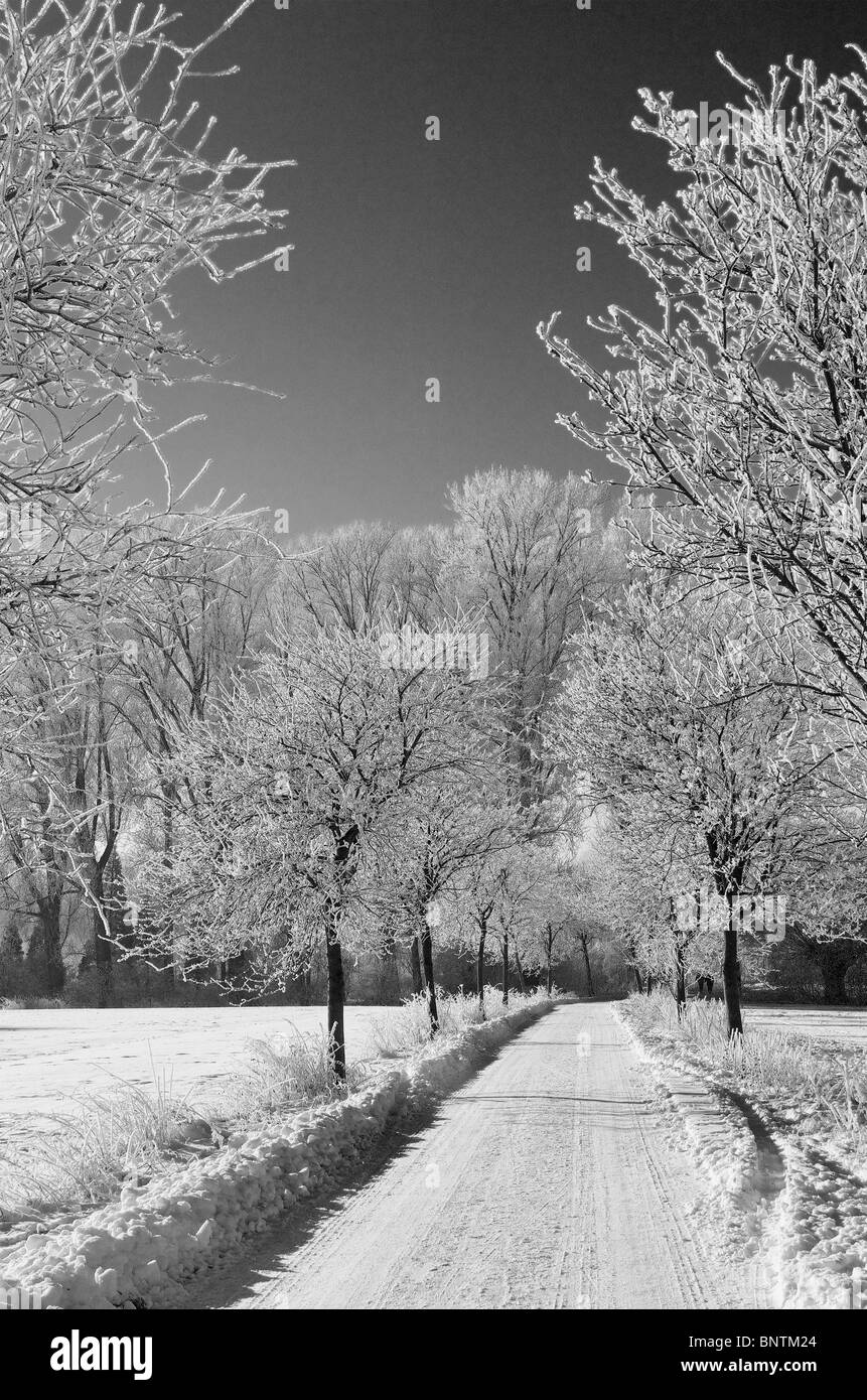 Winter forest tree snow Black and White Stock Photos & Images - Alamy