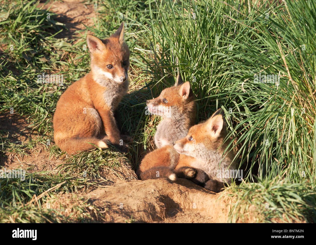Red Fox Sitting Vulpes Vulpes High Resolution Stock Photography and Images - Alamy