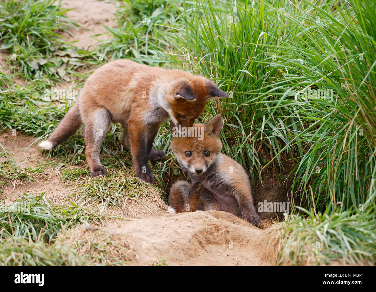Red fox entrance to earth hi-res stock photography and images - Alamy