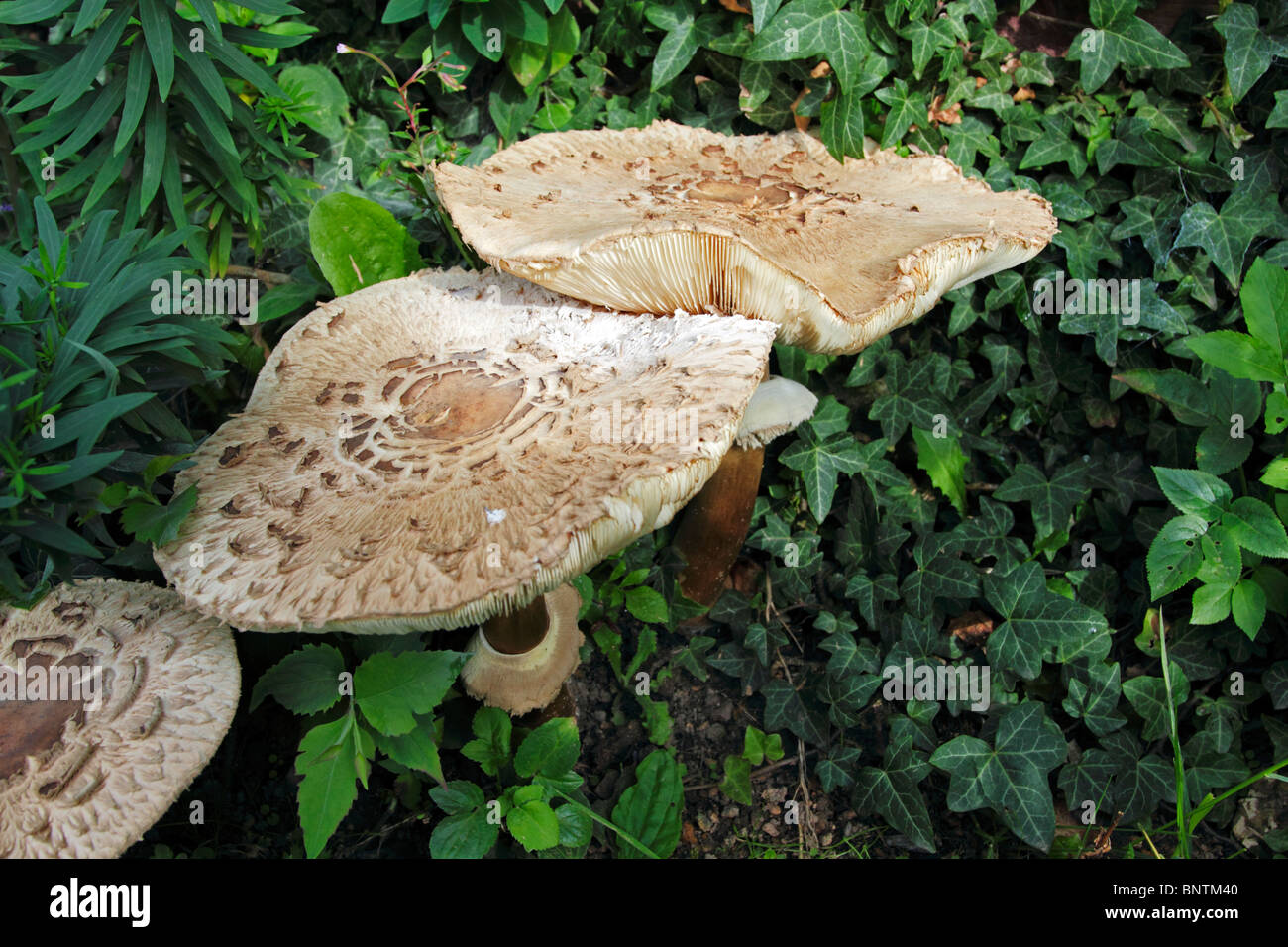 Ivy and fungi hi-res stock photography and images - Alamy