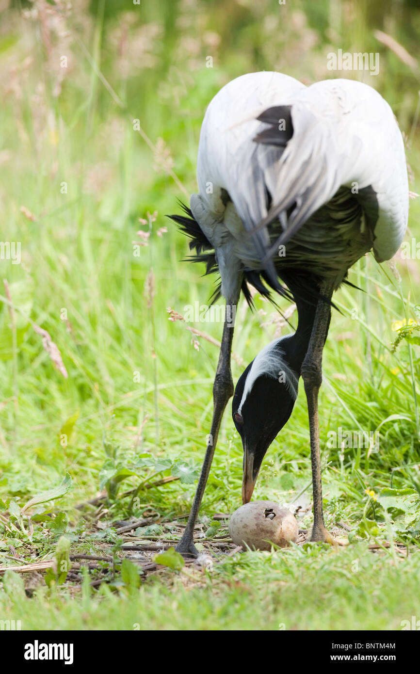 Nesting crane at nest hi-res stock photography and images - Alamy