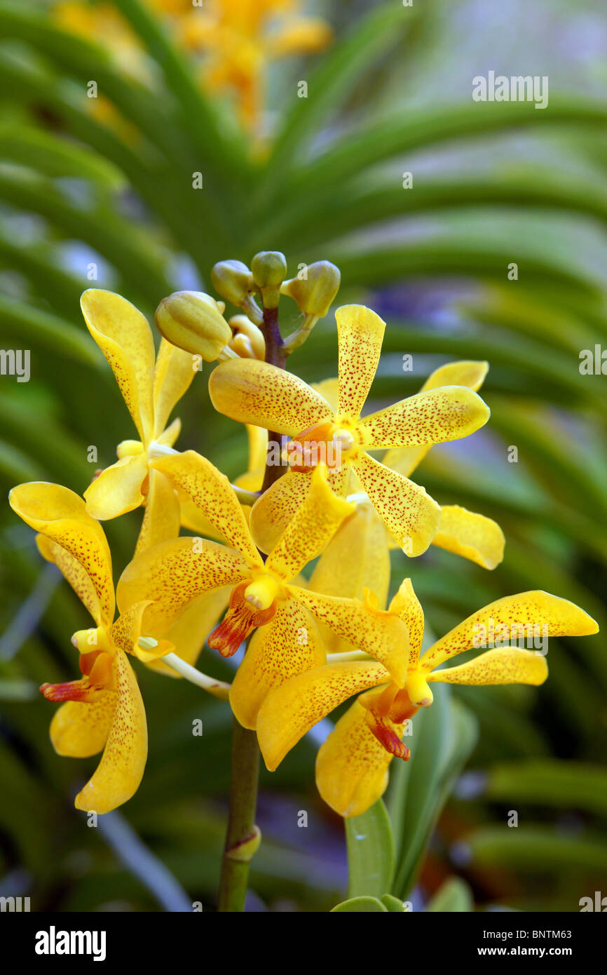 Orchids of high-mountainous Borneo. Exotic natural flowers of Borneo ...
