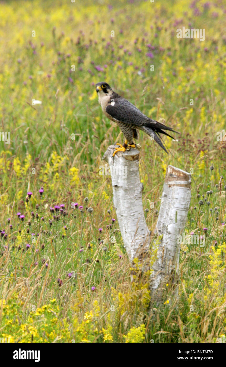 Peregrine Falcon, Falco peregrinus, Falconidae, Falconiformes. Aka ...