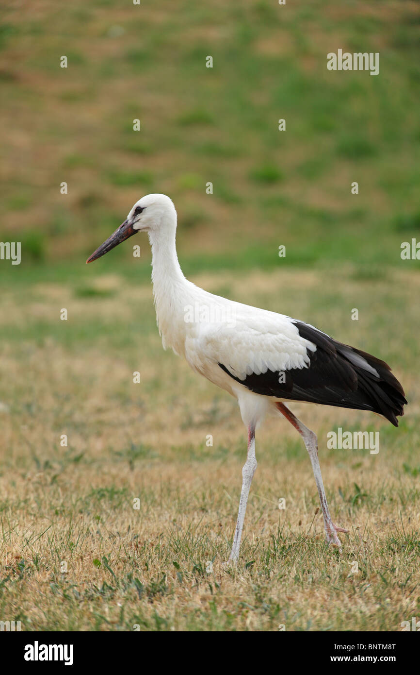 young stork on a meadow Stock Photo - Alamy