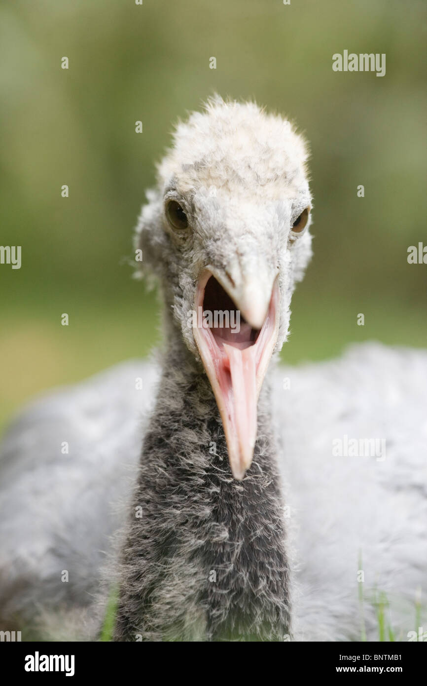 Demoiselle Crane (Anthropoides virgo). Chick, 'yawning', revealing ...