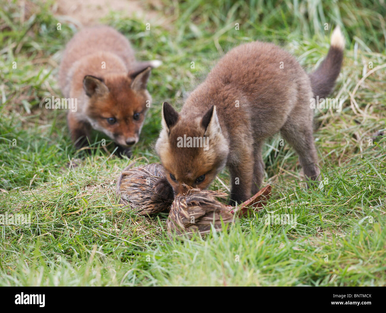 The fox and pheasant hi-res stock photography and images - Alamy