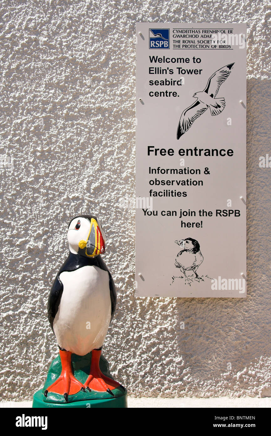 Puffin statue, Ellin's Tower, South Stack Cliffs, RSPB reserve ...