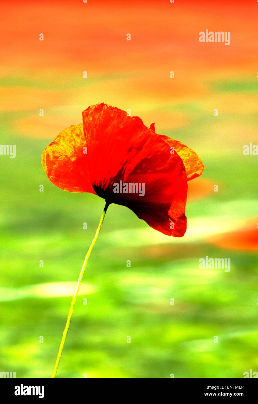 Ww2 poppy fields hi-res stock photography and images - Alamy