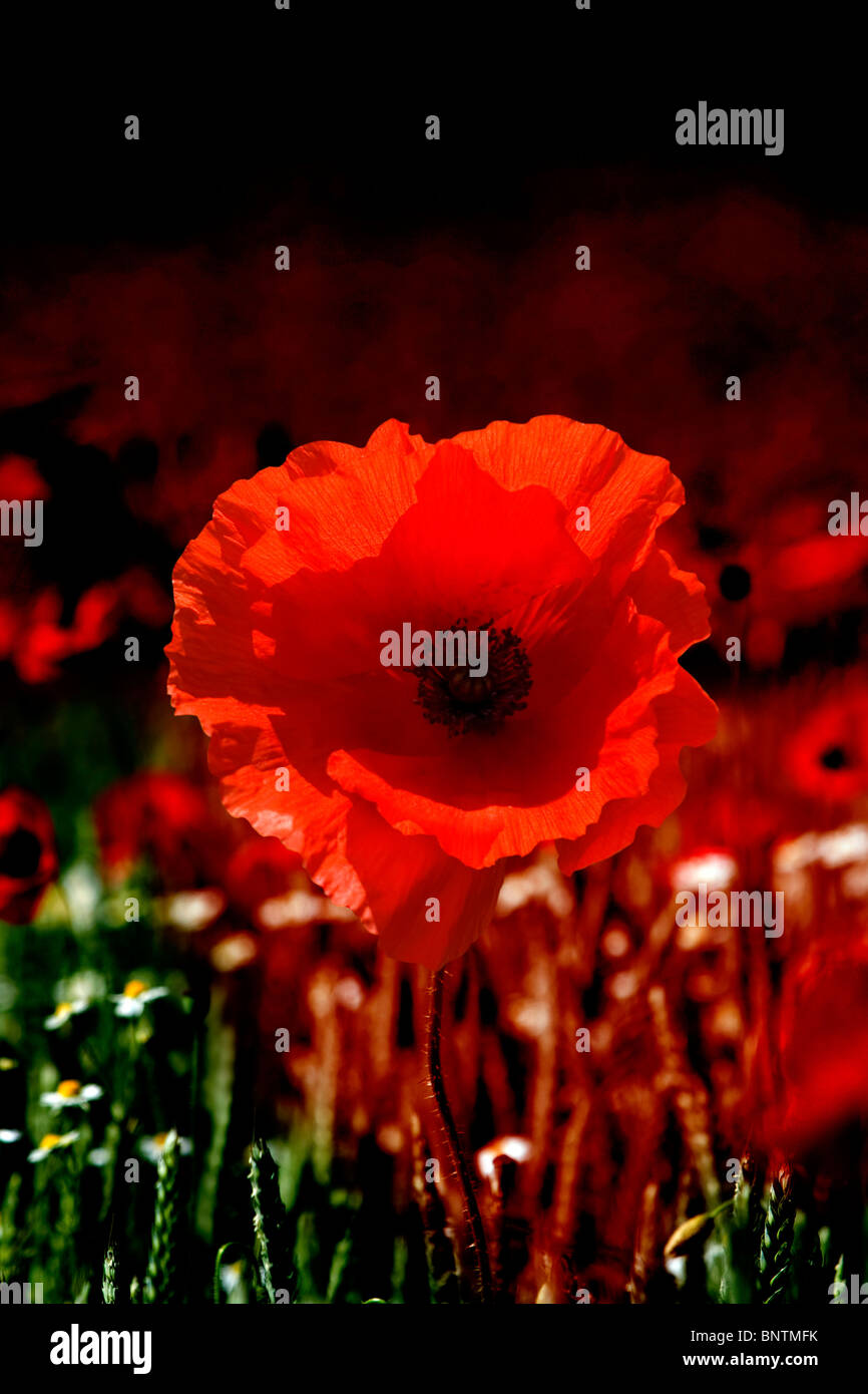 Ww2 poppy fields hi-res stock photography and images - Alamy