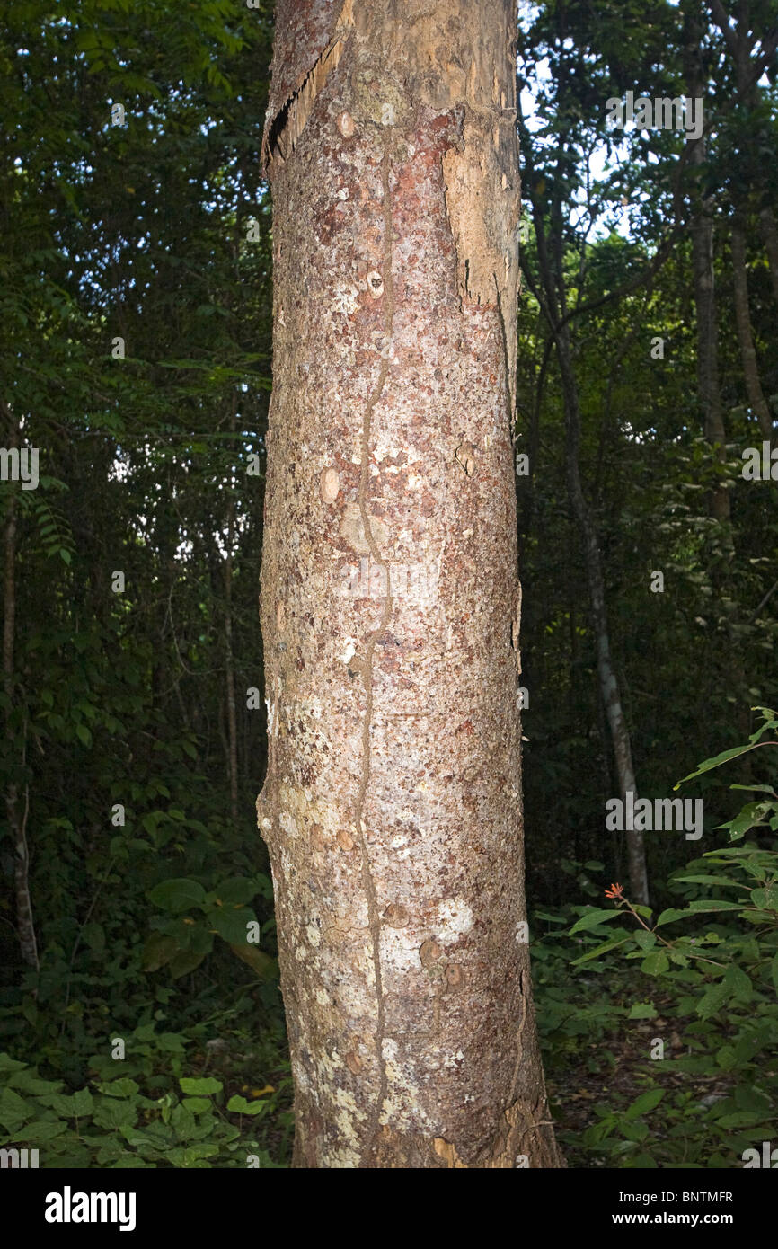 Chakah (Brusera Simaruba), a medicinal tree used as an antidote to the ...