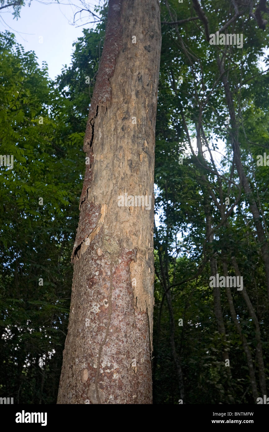 Chakah (Brusera Simaruba), a medicinal tree used as an antidote to the ...