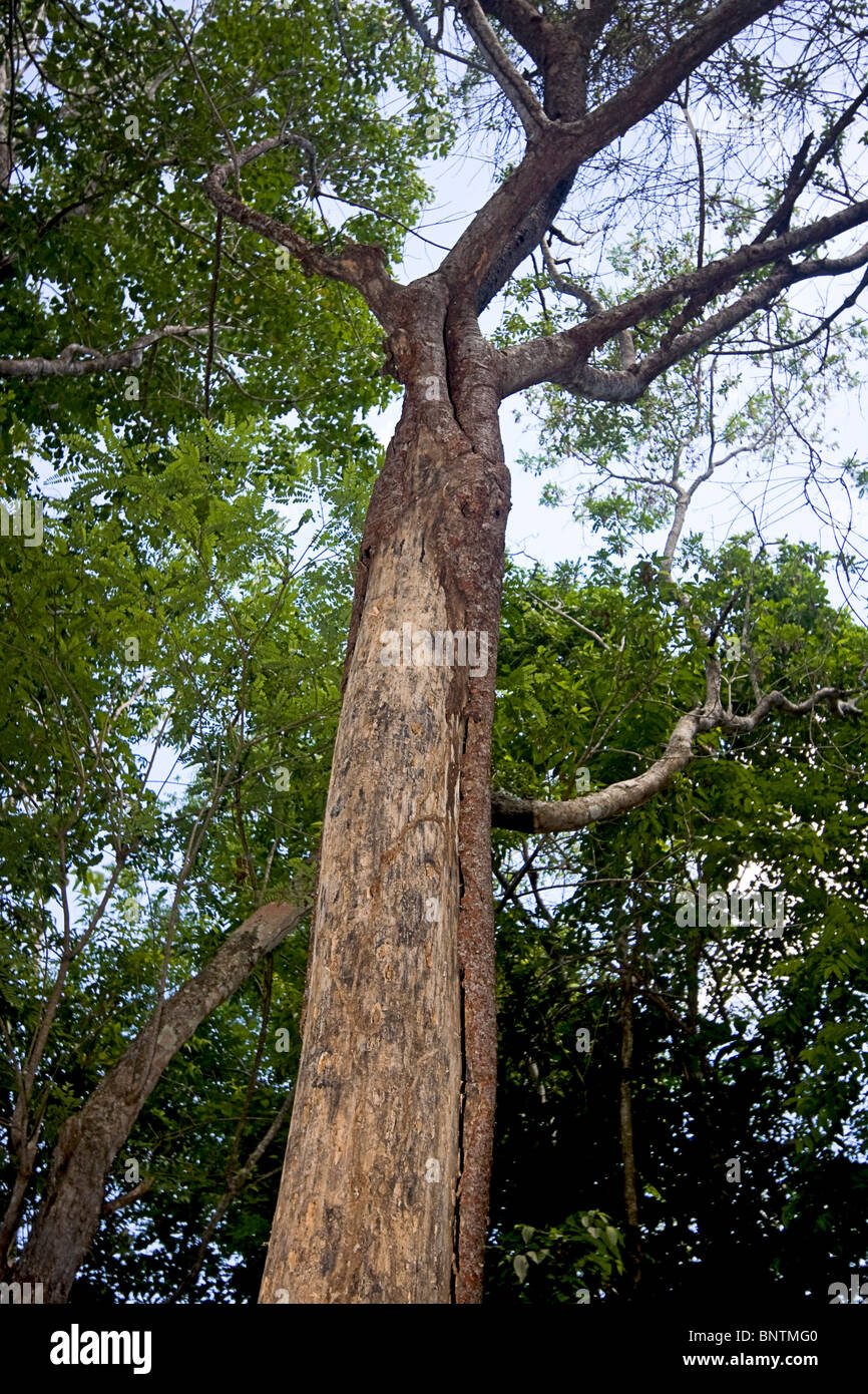 Chakah (Brusera Simaruba), a medicinal tree used as an antidote to the ...