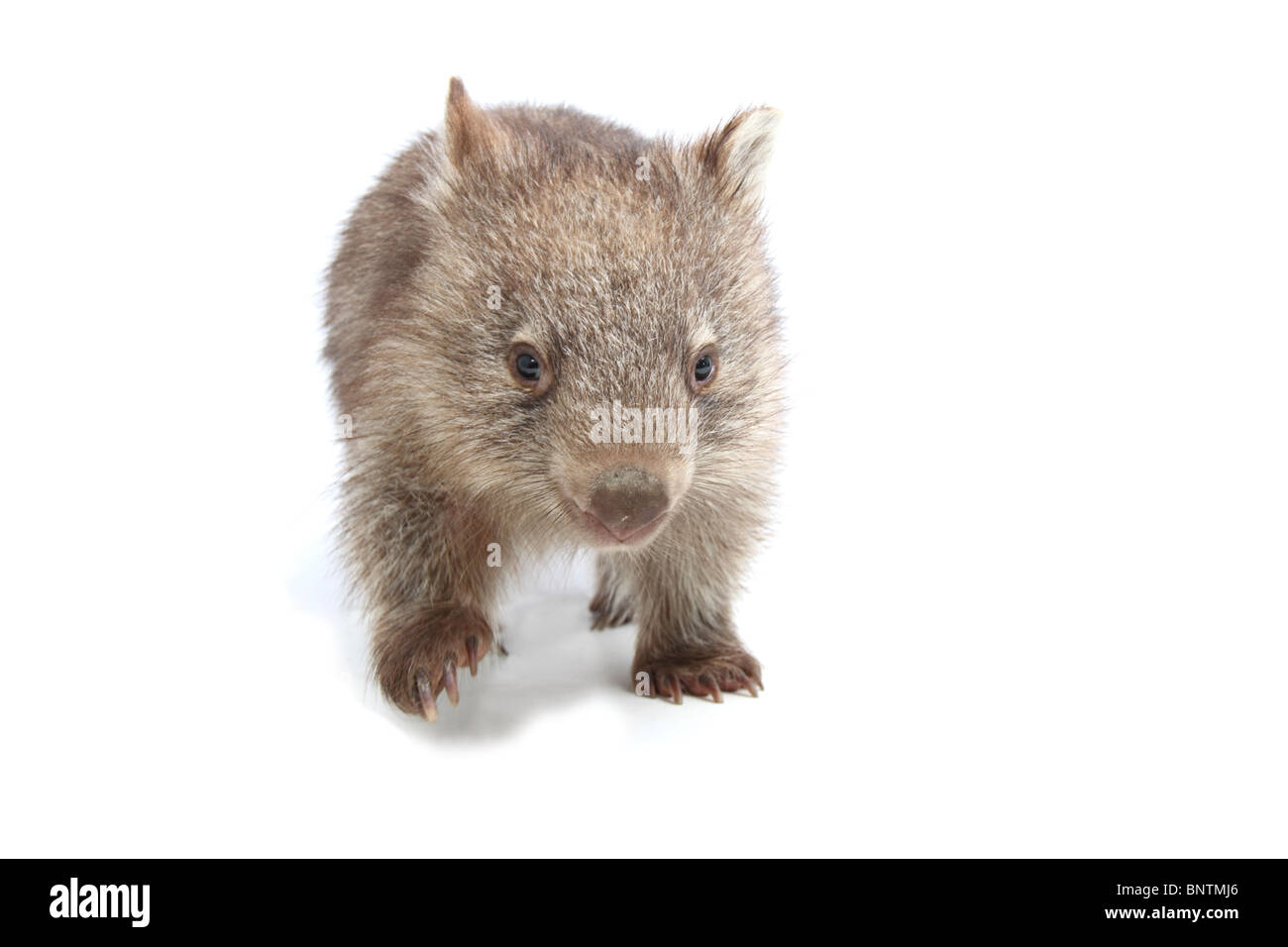 Common or bare nosed wombat, photographed in a studio Stock Photo - Alamy